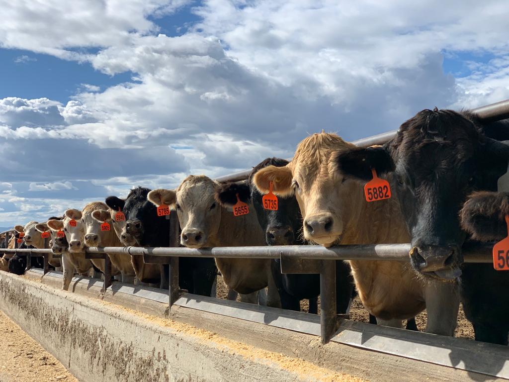 Semex e Agroceres realizam visita técnica ao Canadá para avaliar a pecuária de corte | Semex Brasil